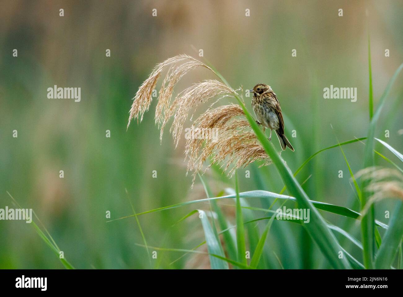 a common reed bunting bird in the reed Stock Photo - Alamy