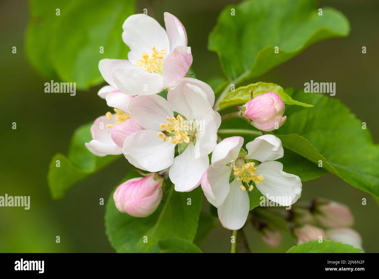 European Crab Apple (Malus sylvestris) blossom in the Quantock Hills in ...
