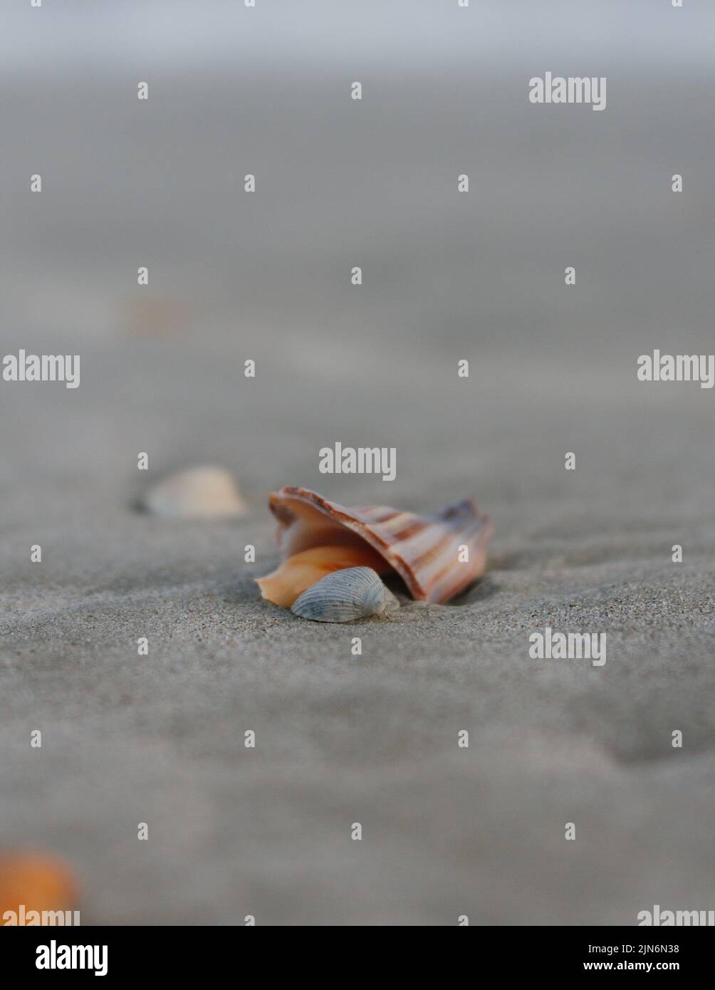 small broken shell in the sand at the beach off the coast of North ...