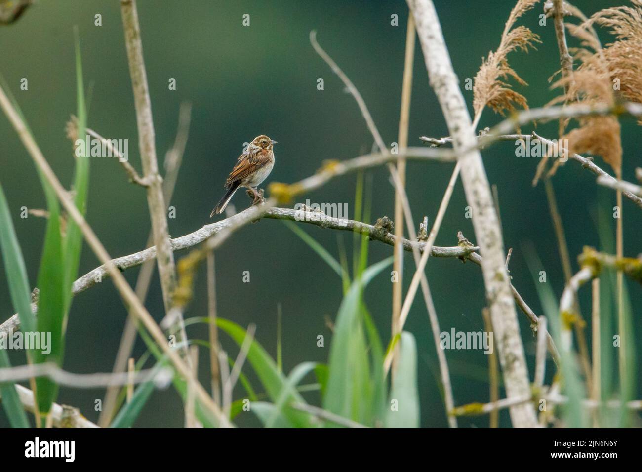 a common reed bunting bird in the reed Stock Photo - Alamy
