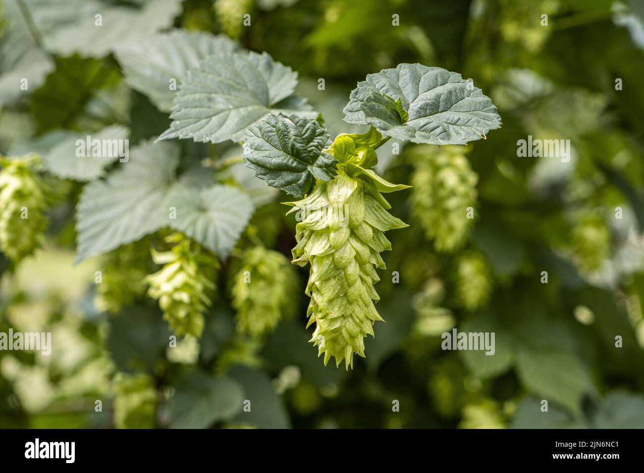 Alcohol use farm hi-res stock photography and images - Alamy