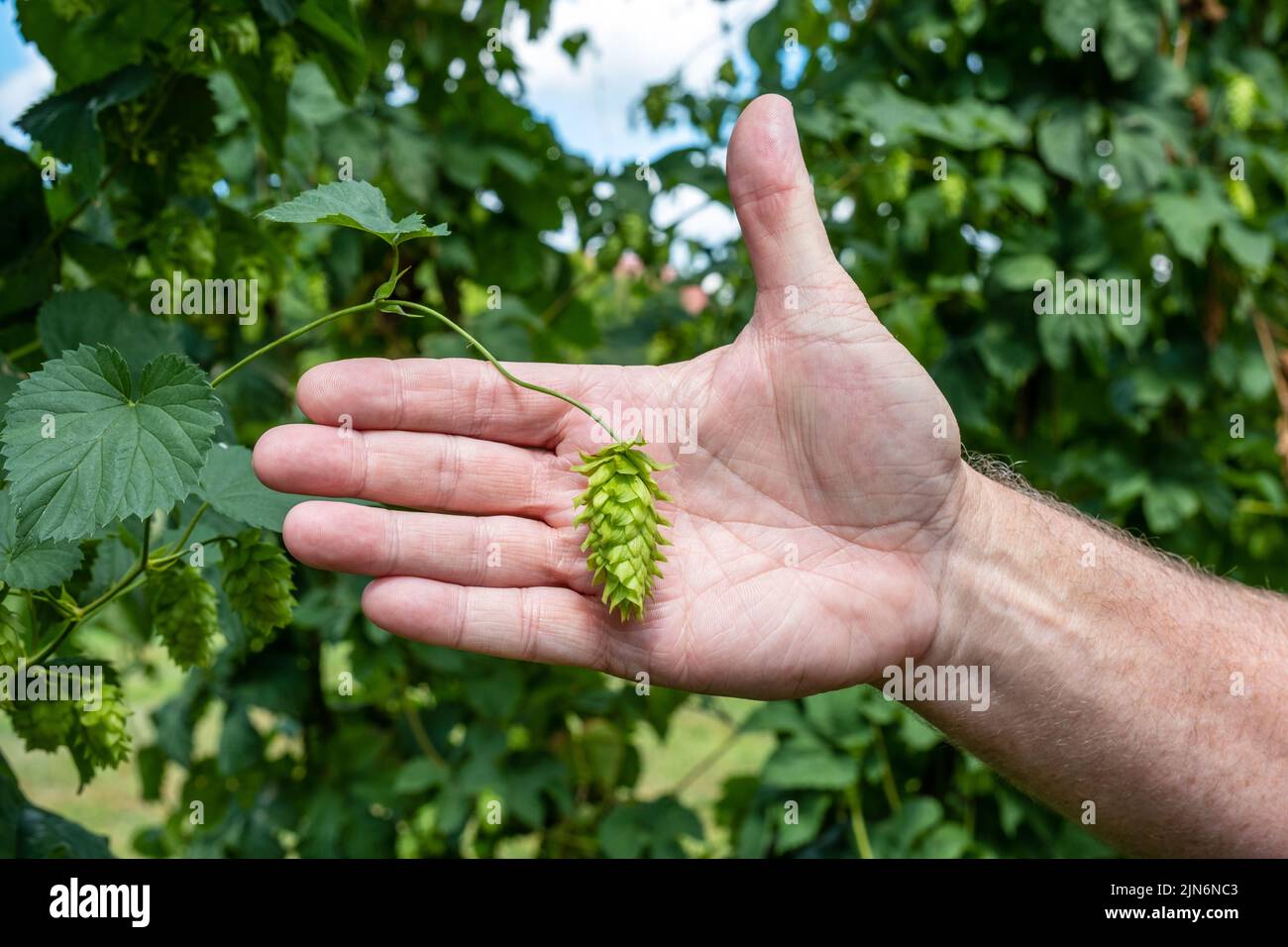 Cone hops hi-res stock photography and images - Alamy