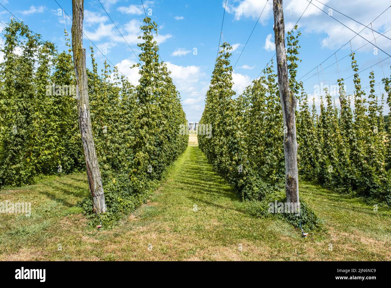 Hops grow up strings at a hops plantation ripening for harvest Stock ...