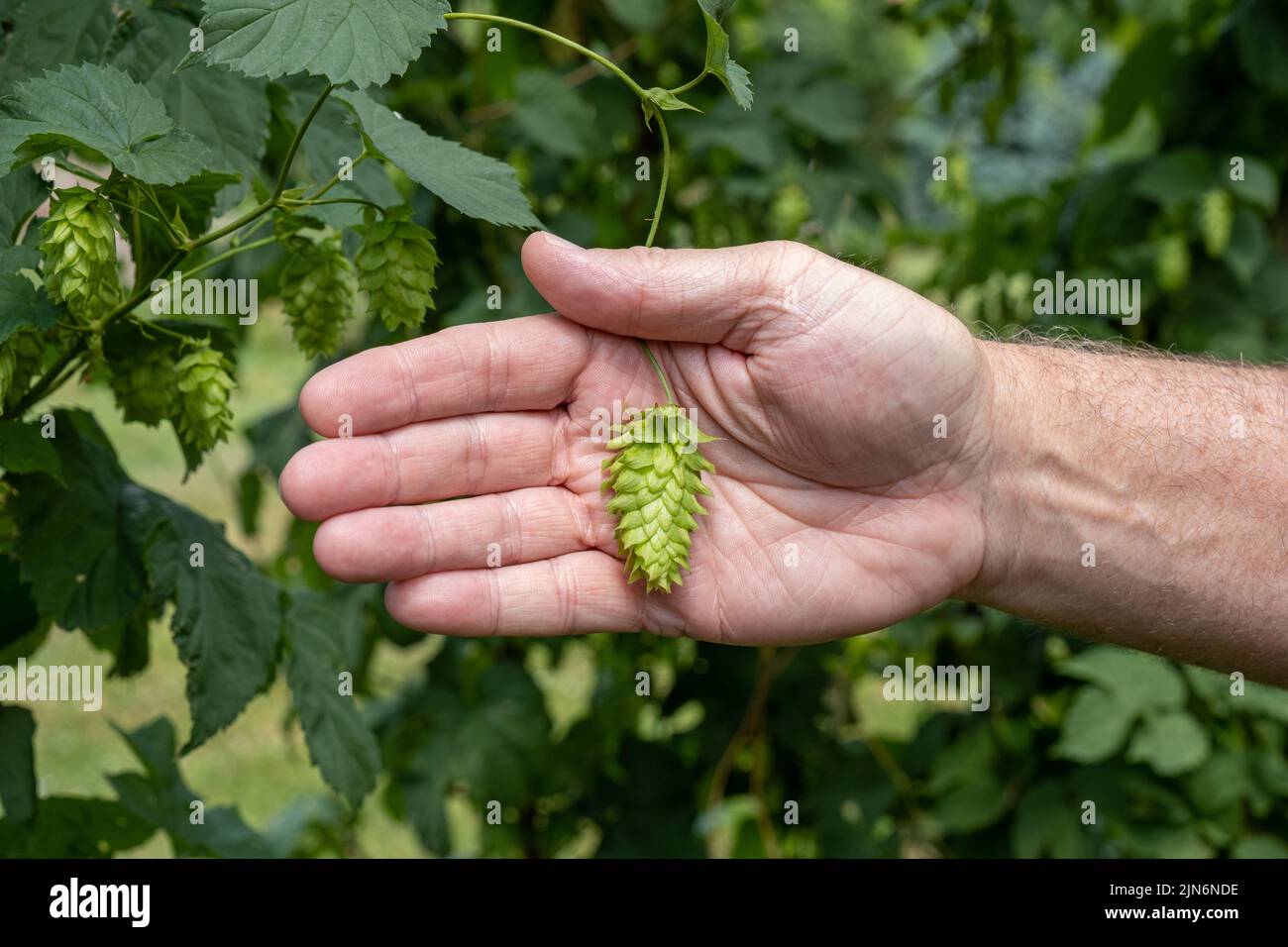 Hops cone isolated against human hand for size reference Stock Photo ...