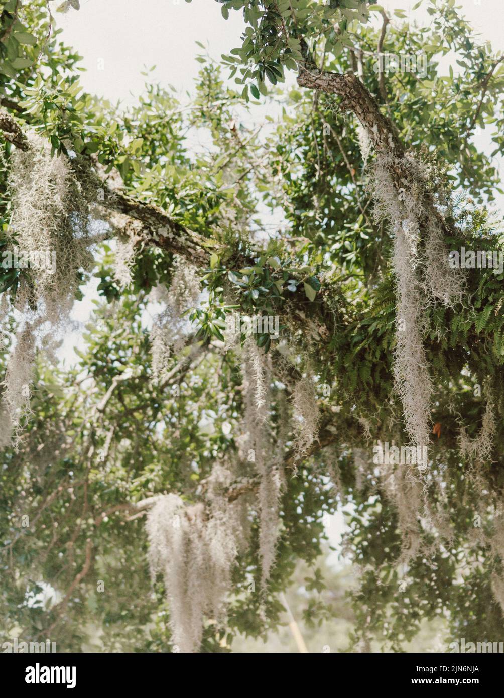 Oak tree branches swaying in hi-res stock photography and images - Alamy