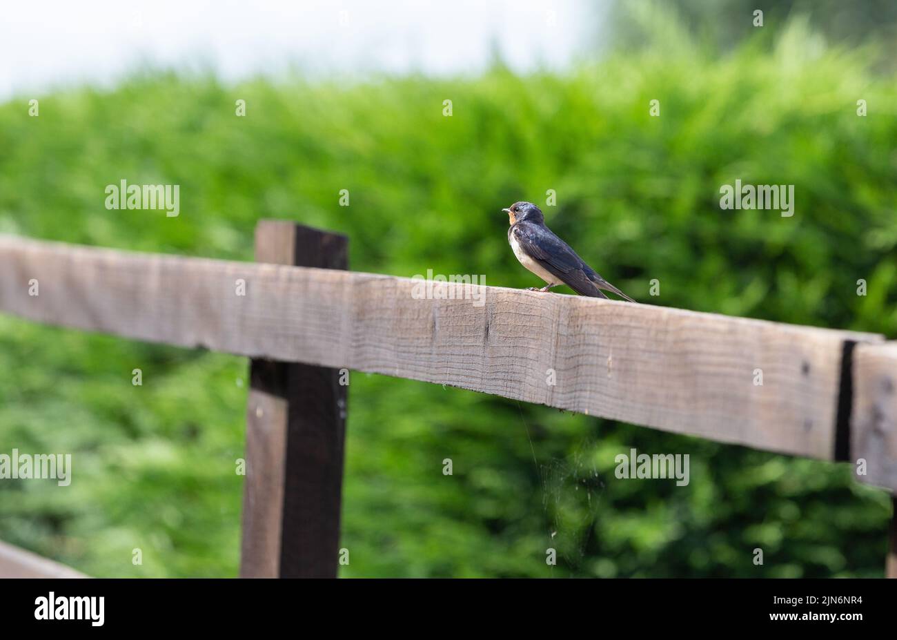 A single barn swallow (Hirundo rustica) on a fence. The swallow is a ...