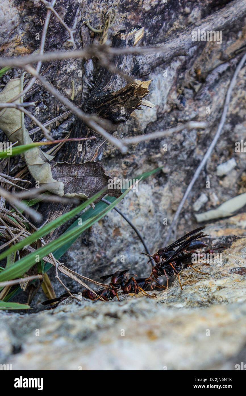 Brazilian insects outdoors Stock Photo - Alamy