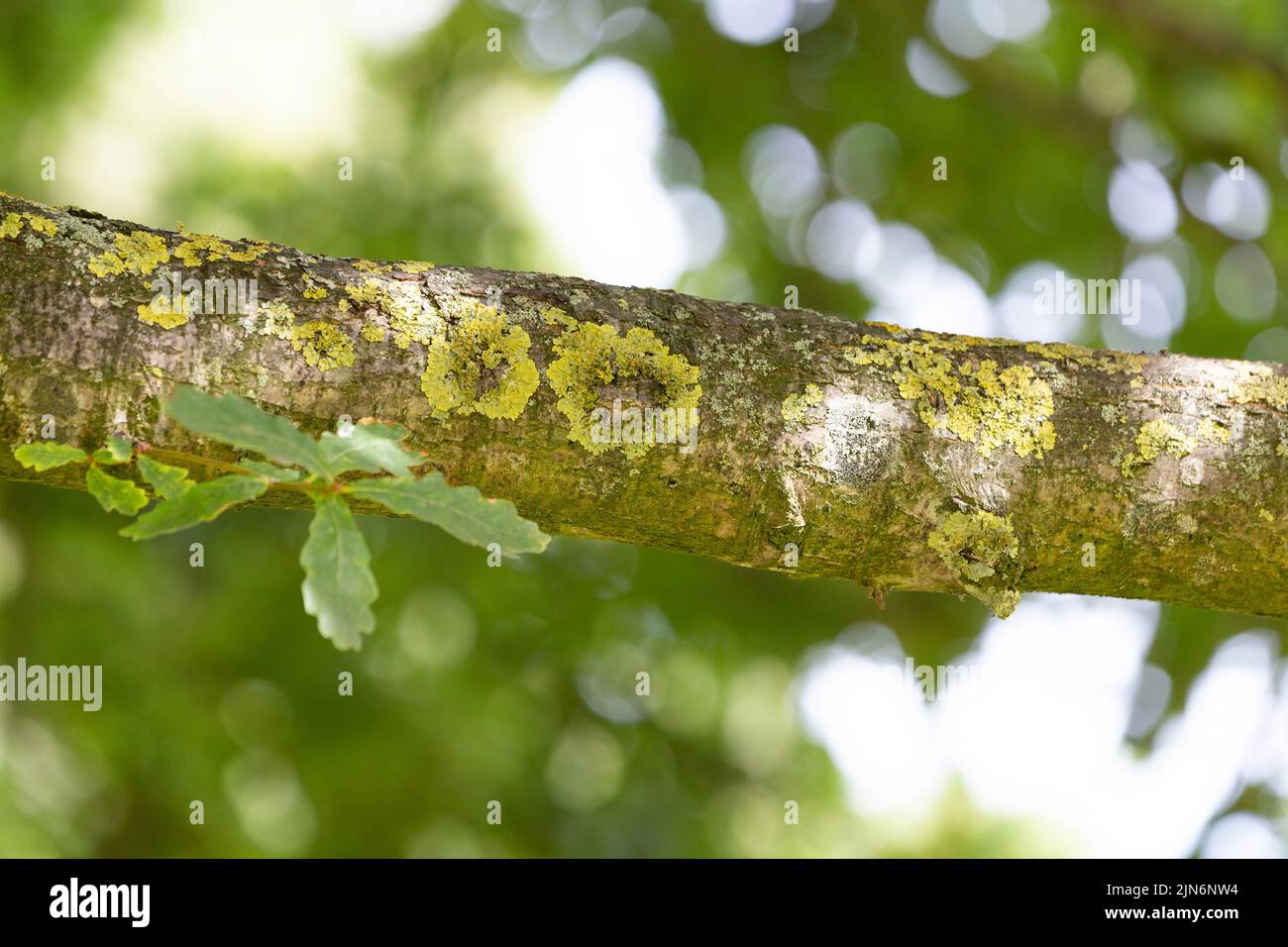 Common orange lichen on an oak tree hi-res stock photography and images ...