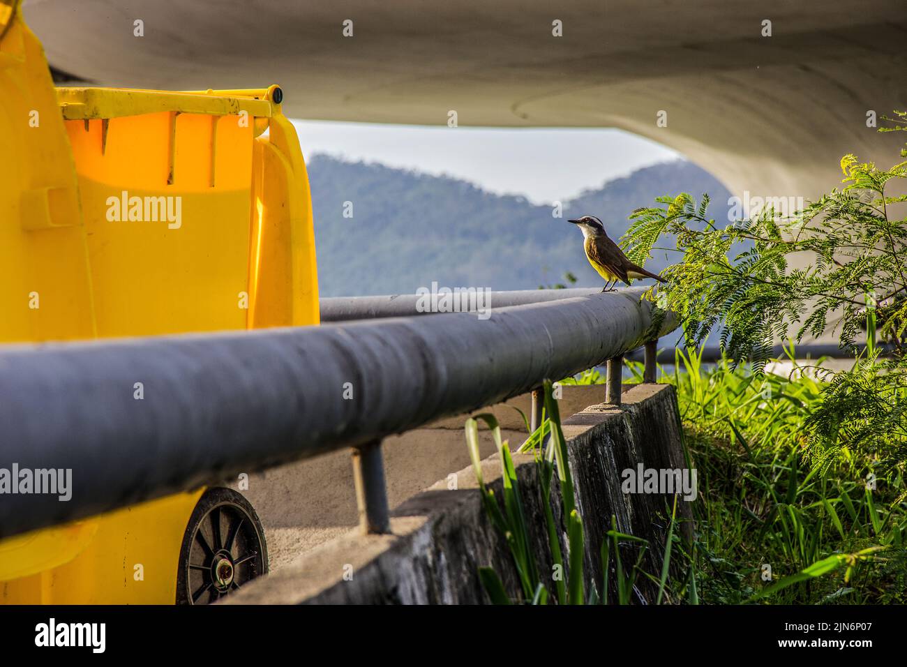 Brazilian birds outdoors Stock Photo - Alamy