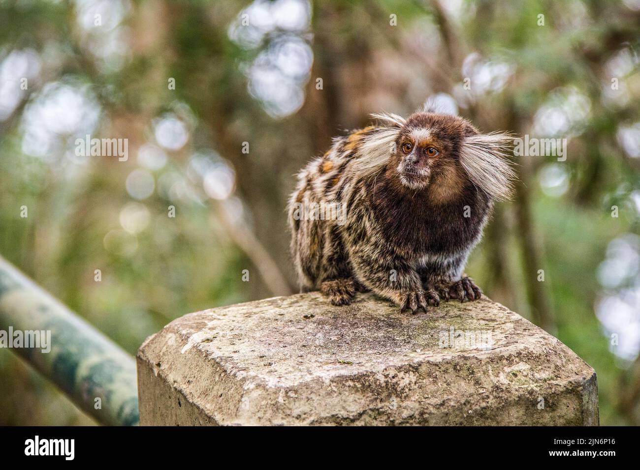 Brazilian monkeys in the open air Stock Photo - Alamy
