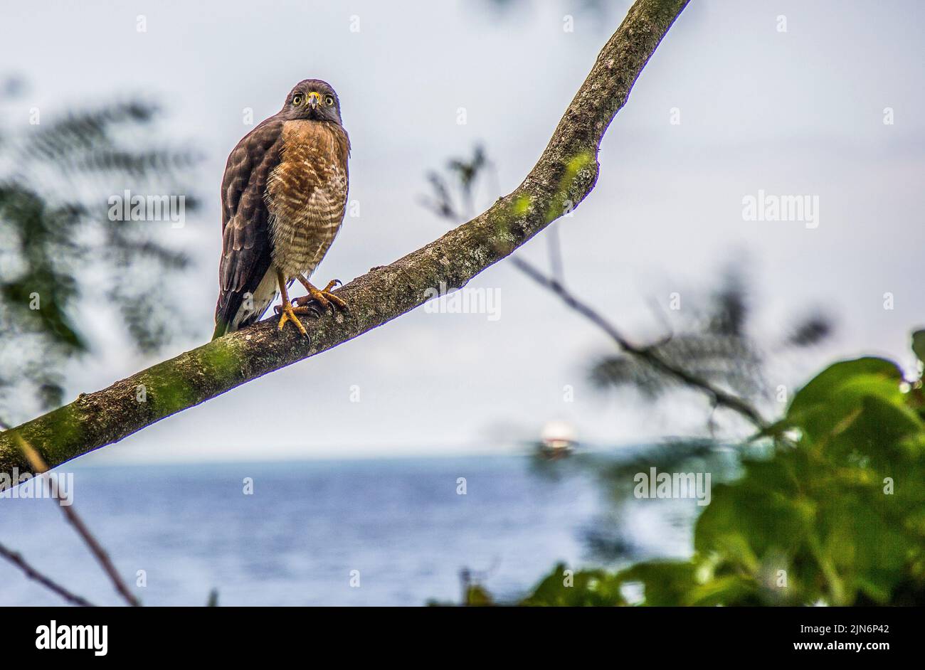 Brazilian birds outdoors Stock Photo - Alamy