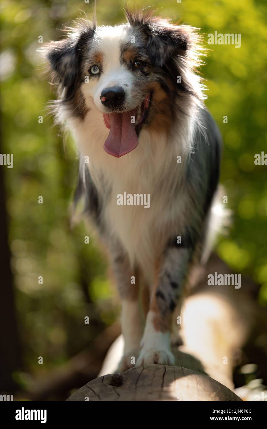 The shepherd tree or shepherds tree hi-res stock photography and images ...