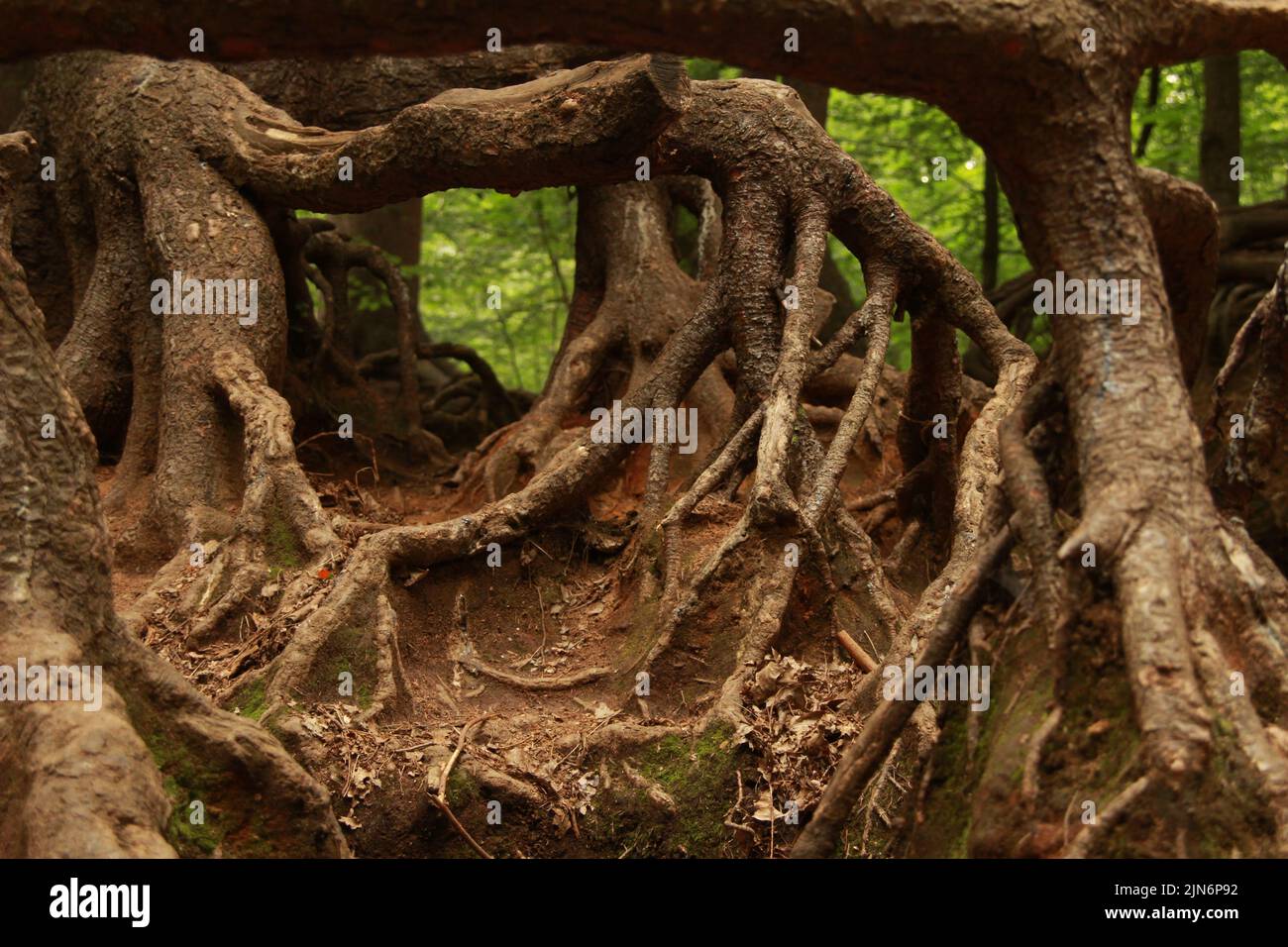 The close-up view of the massive root systems of trees in the forest ...
