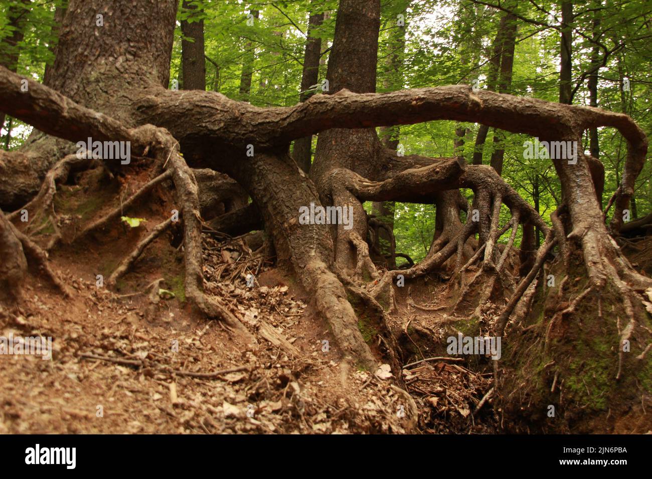The low-angle view of the massive root systems of trees in the forest ...