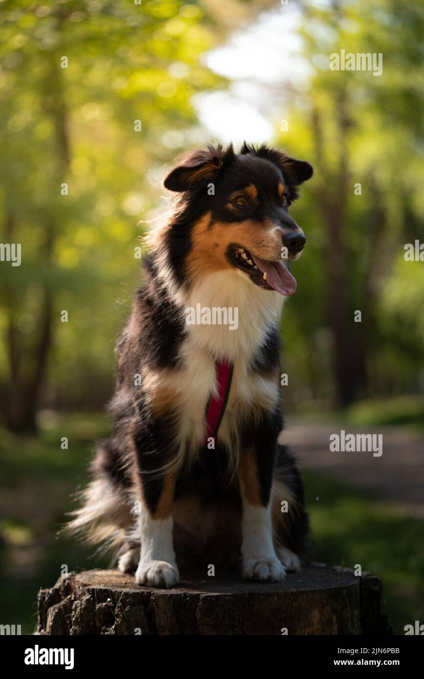The Australian Shepherd standing on tree stump Stock Photo - Alamy