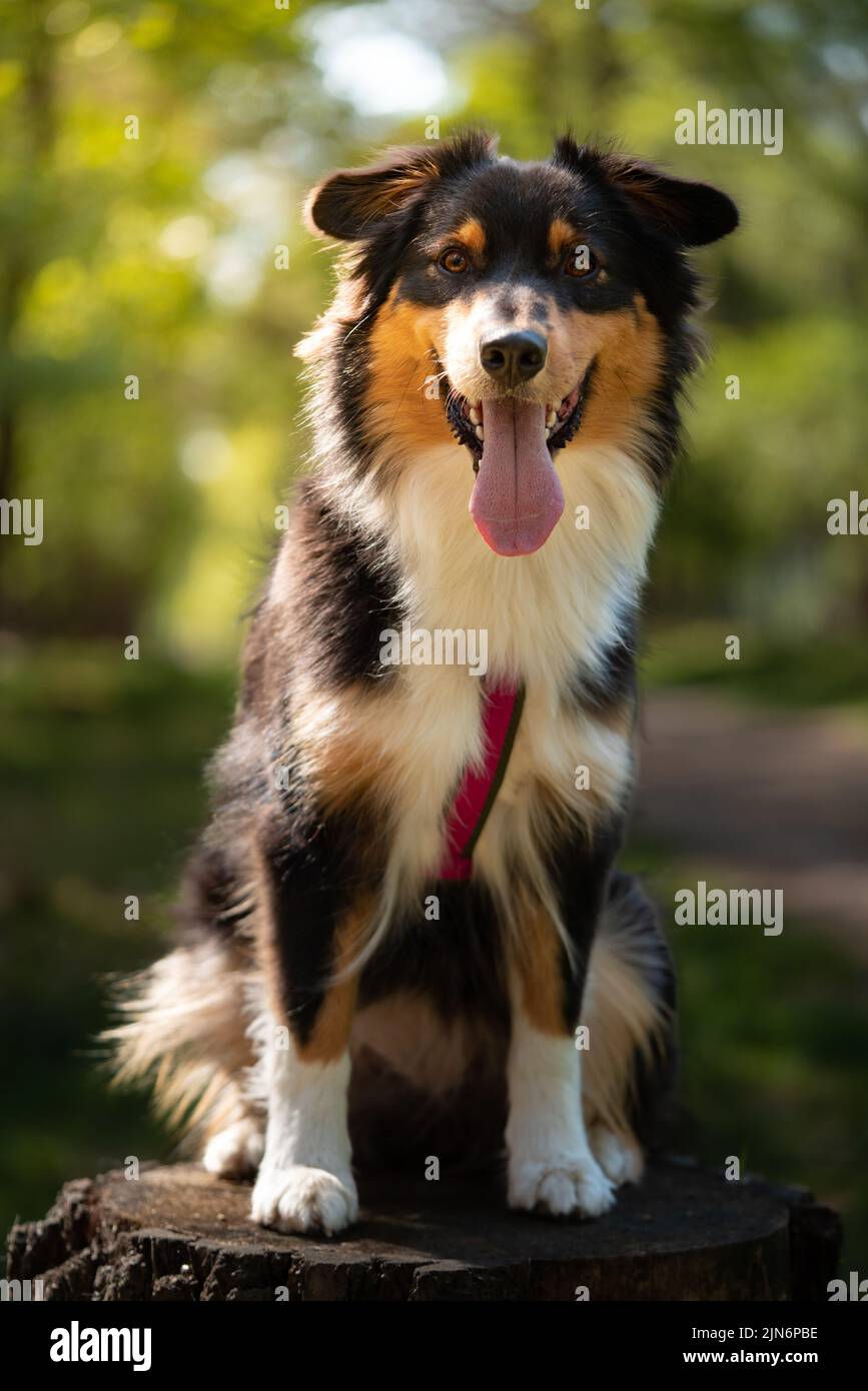 The Australian Shepherd standing on tree stump Stock Photo - Alamy