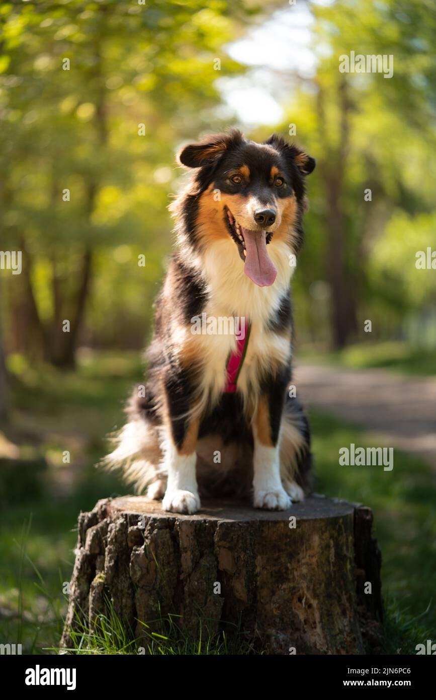 The Australian Shepherd standing on tree stump Stock Photo - Alamy