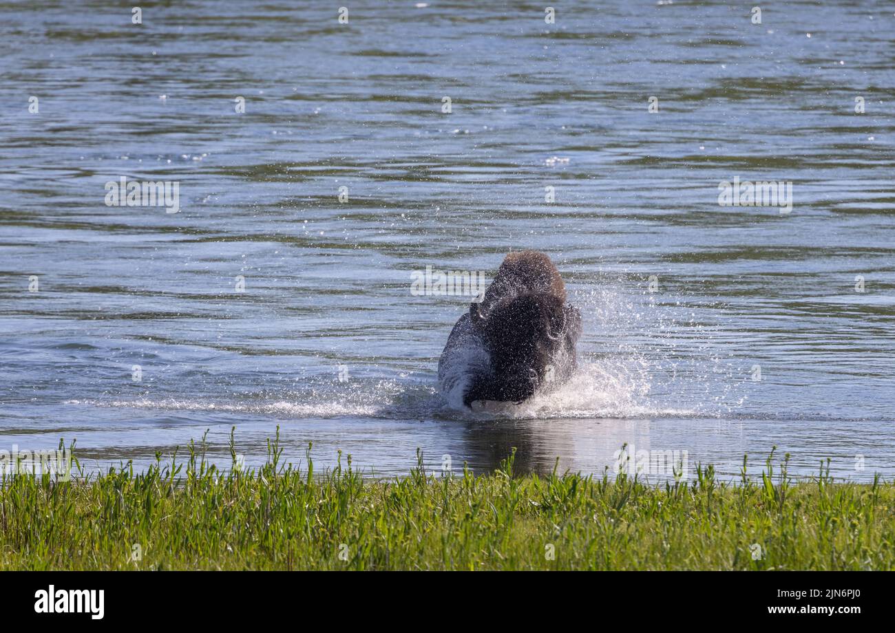 Bison Bull in Yellowstone National Park Wyoming in Summer Stock Photo ...