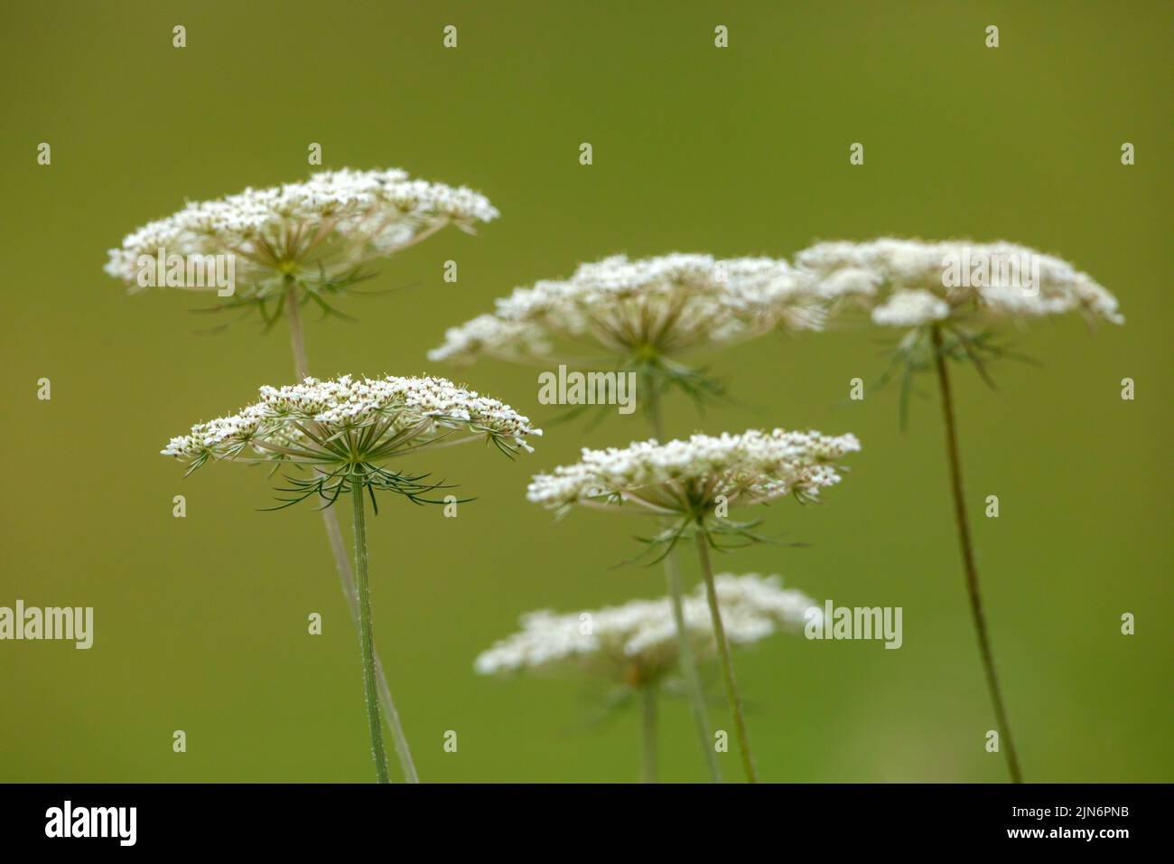 The meadowsweet flower at blooming Stock Photo - Alamy