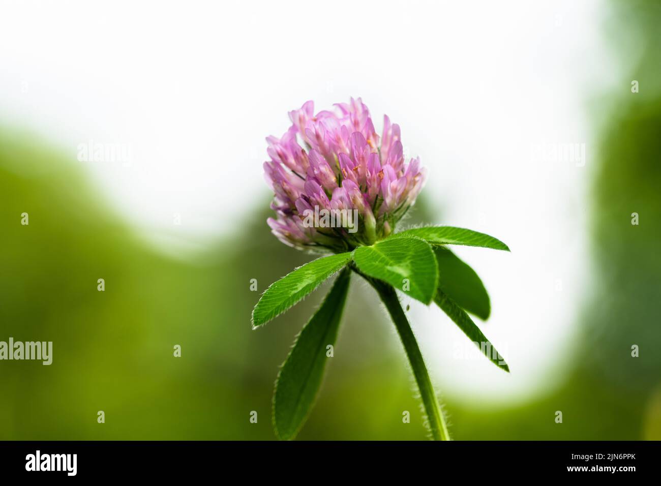 flower of a red clover clover with leaves and a stem close-up Stock ...