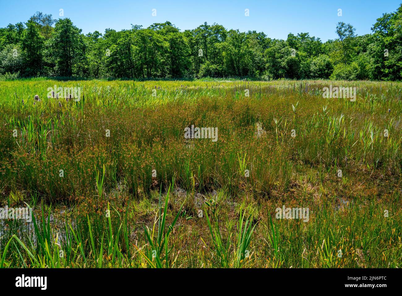 Wetland with Common Soft Rush (Juncus effusus) and Common Bulrush ...