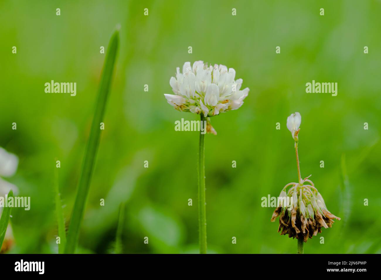 Closeup white clover leaves hi-res stock photography and images - Alamy