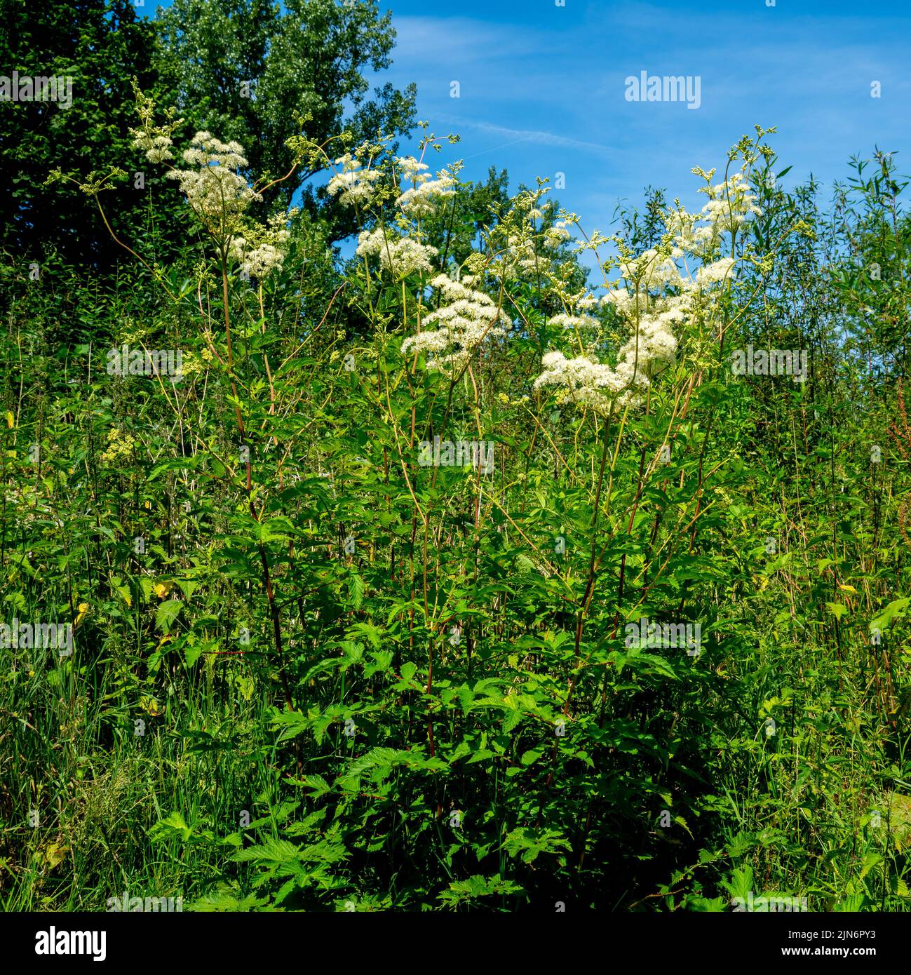 Spiraea ulmaria hi-res stock photography and images - Alamy