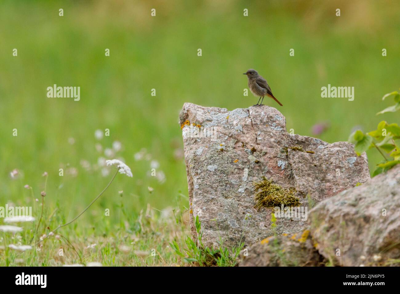 Red start bird hi-res stock photography and images - Alamy