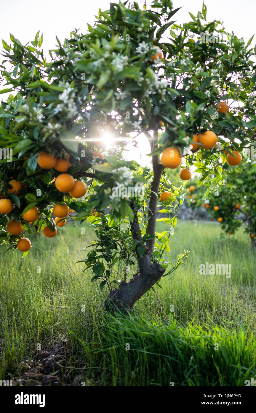 Spain orange tree field hi-res stock photography and images - Alamy
