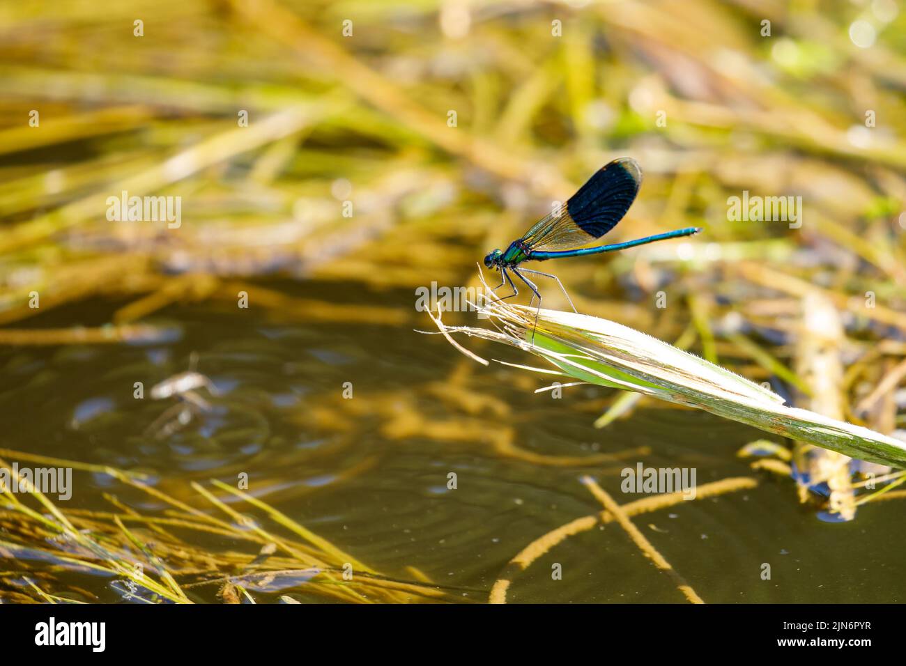 A Blue banded dragonfly at a river Stock Photo - Alamy