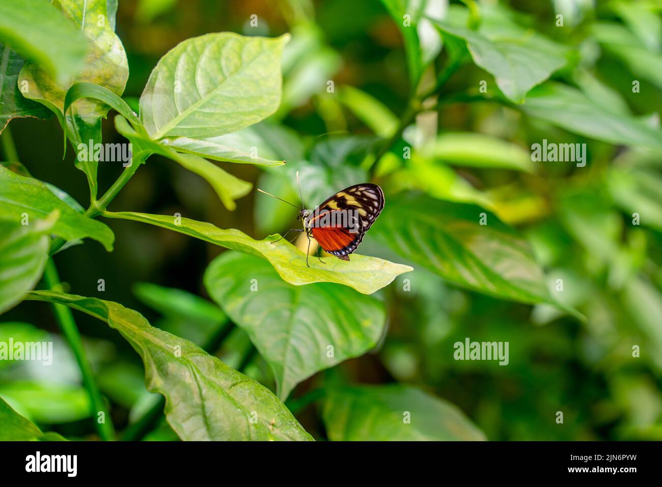 Close up of Doris longwing butterfly (Heliconius doris Stock Photo - Alamy