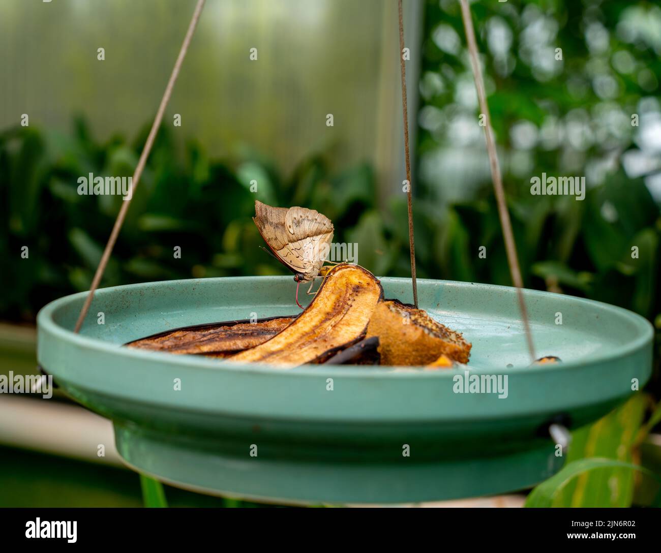 Pansi flower hi-res stock photography and images - Alamy