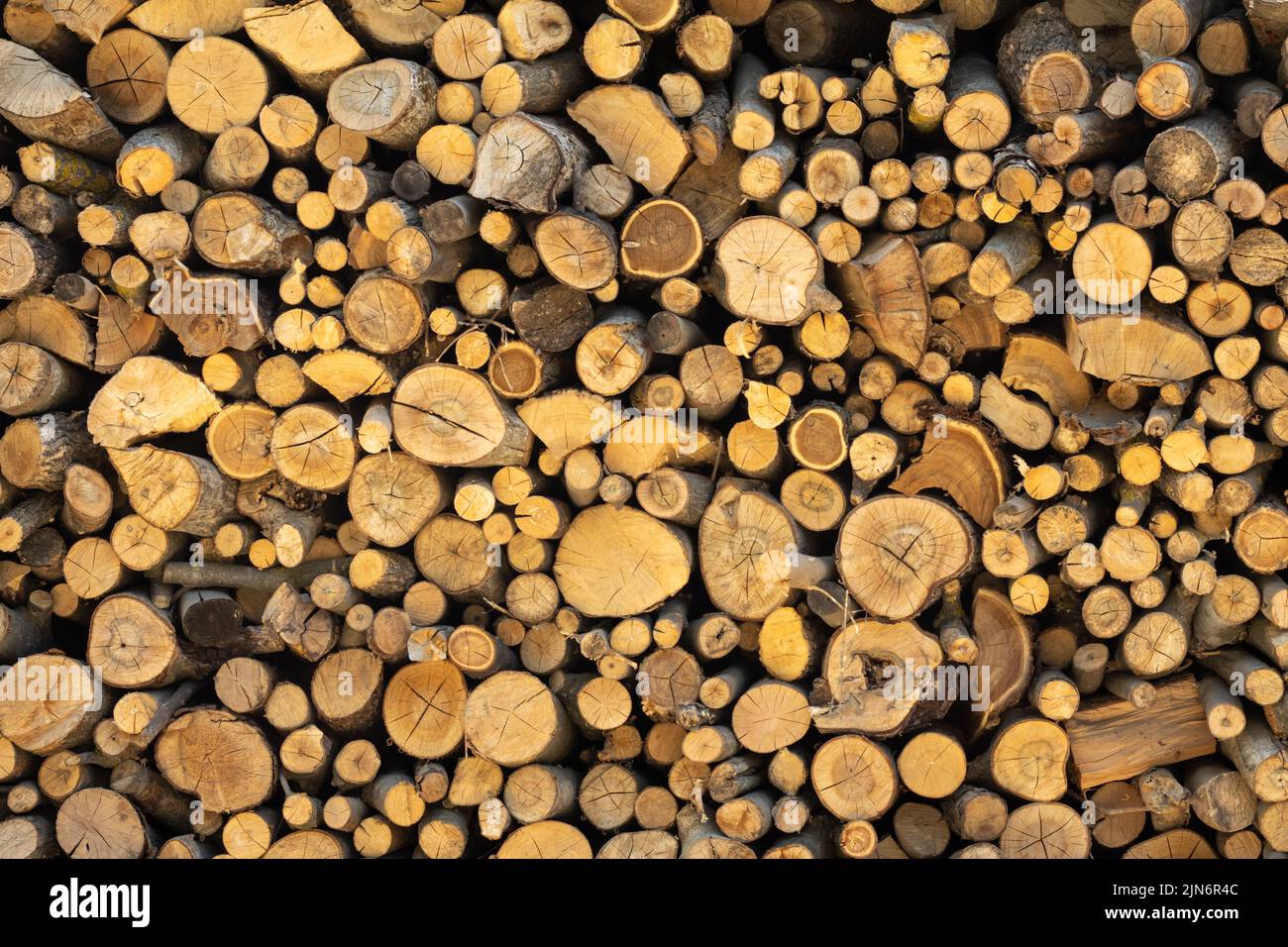 Cross section of tree trunks background. Cutting tree trunks placed ...