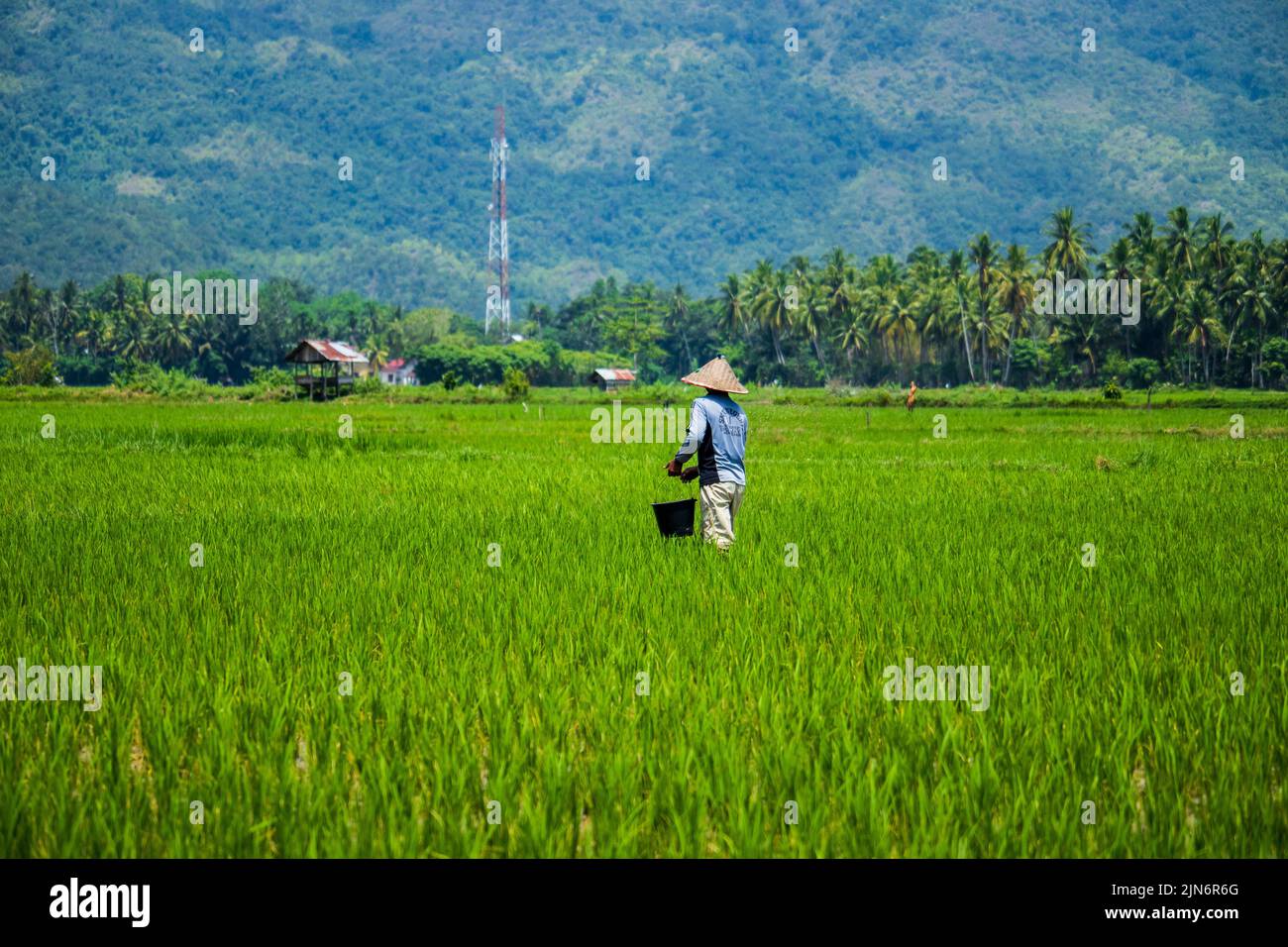 Photo of a farmer sowing fertilizer in a rice field, Aceh, Indonesia ...