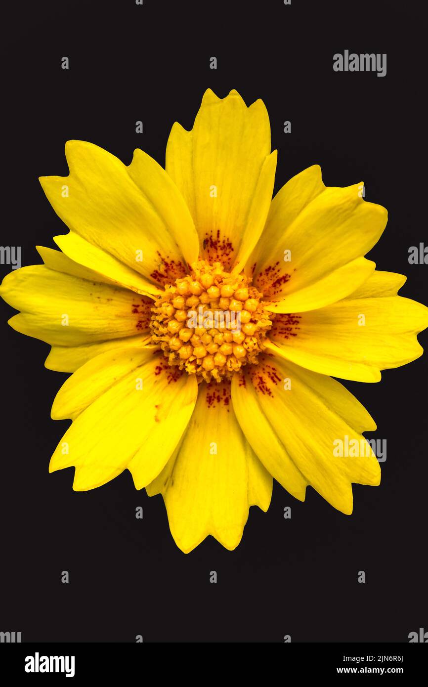 Single Cosmos Flower Over Black Background Stock Photo - Alamy