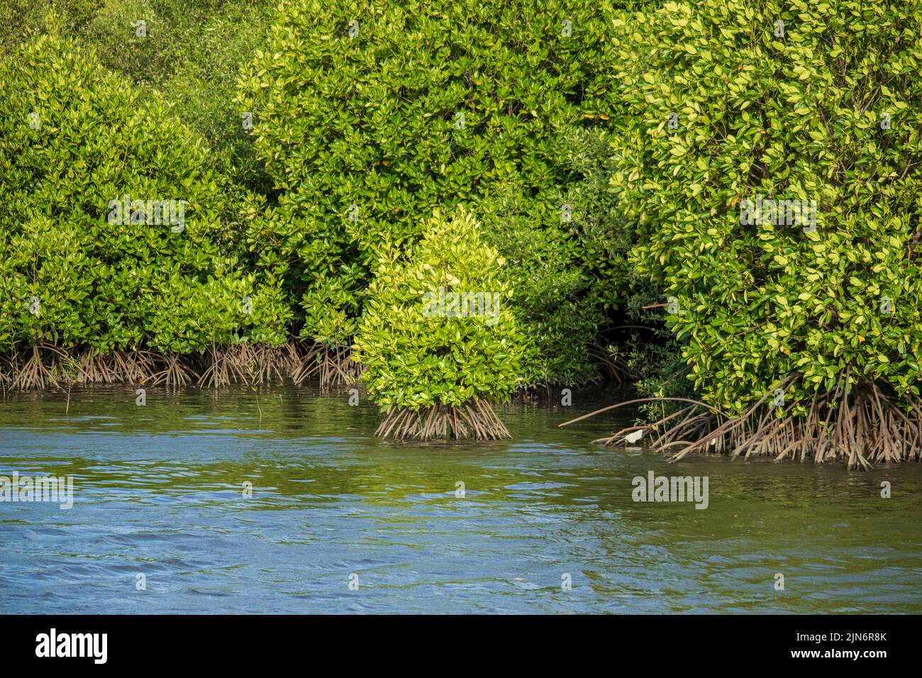 Photo of a beautiful mangrove forest, Aceh, Indonesia Stock Photo - Alamy