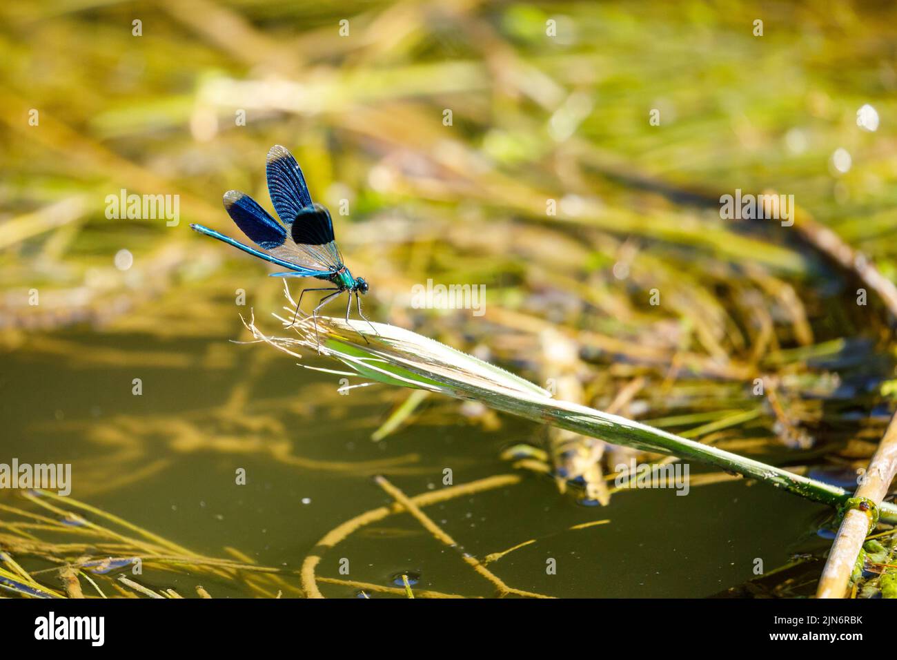 A Blue banded dragonfly at a river Stock Photo - Alamy