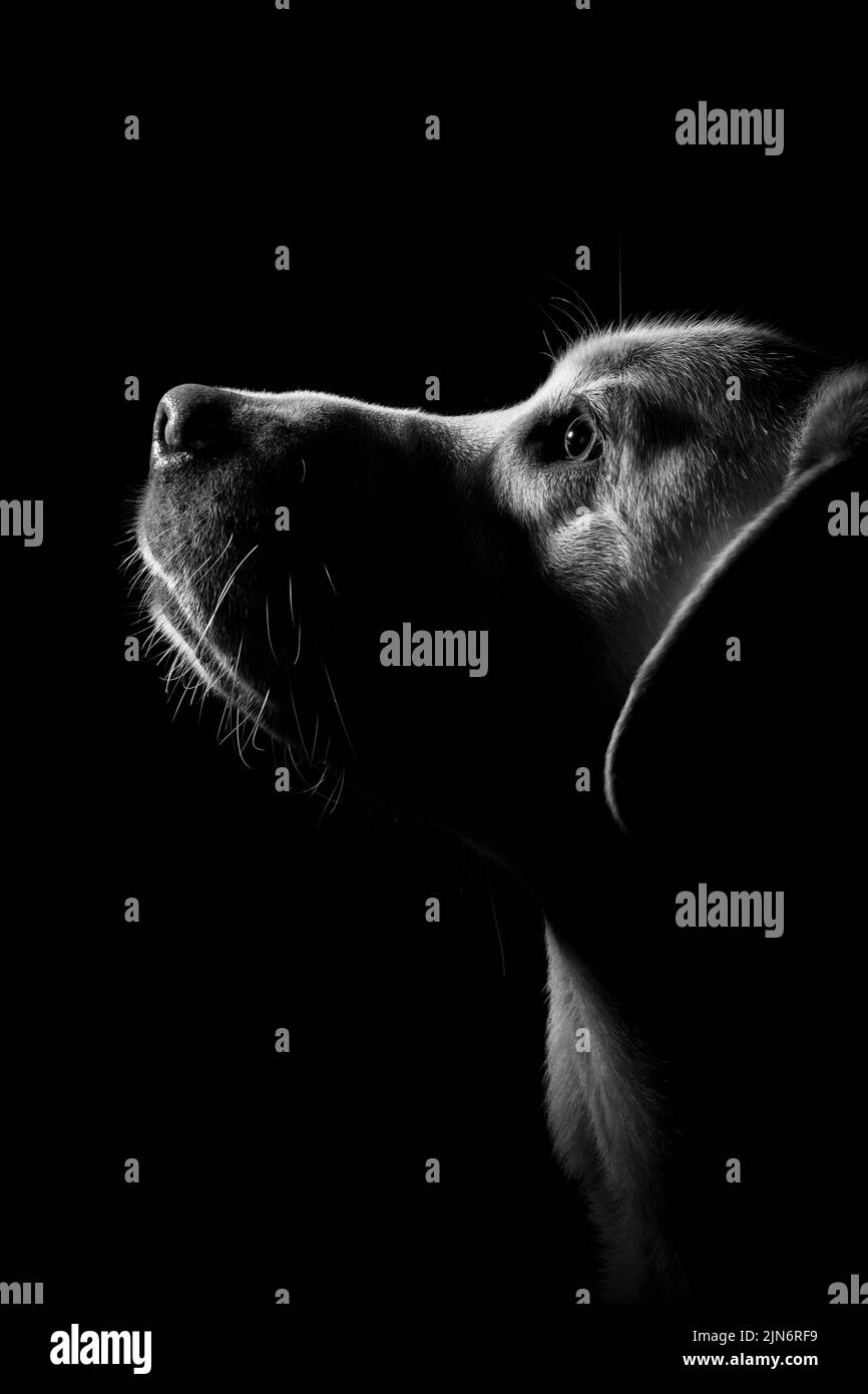 Dramatic light dog Black and White Stock Photos & Images - Alamy
