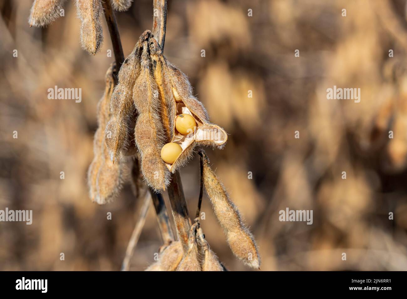 soybean pod shattering with seed in field during harvest. Drought ...