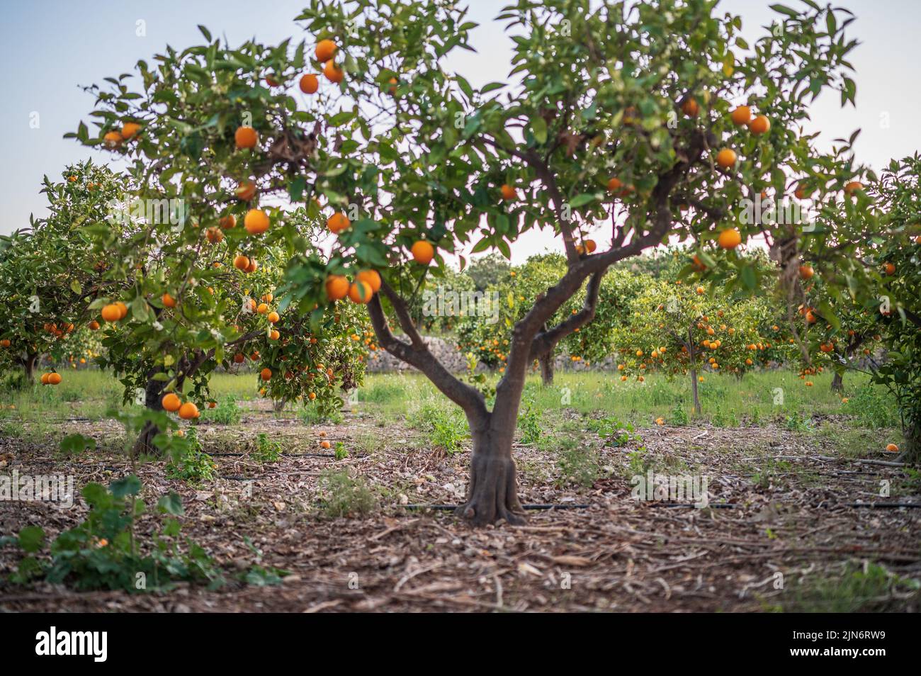 Orange tree fields in rural area of Altea, Alicante, Spain Stock Photo ...