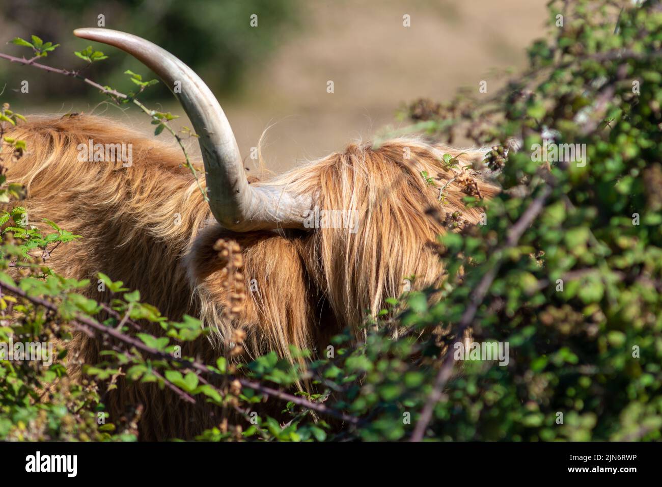Fritham, New Forest, Hampshire, UK, 9th August 2022, Weather: Hot and ...