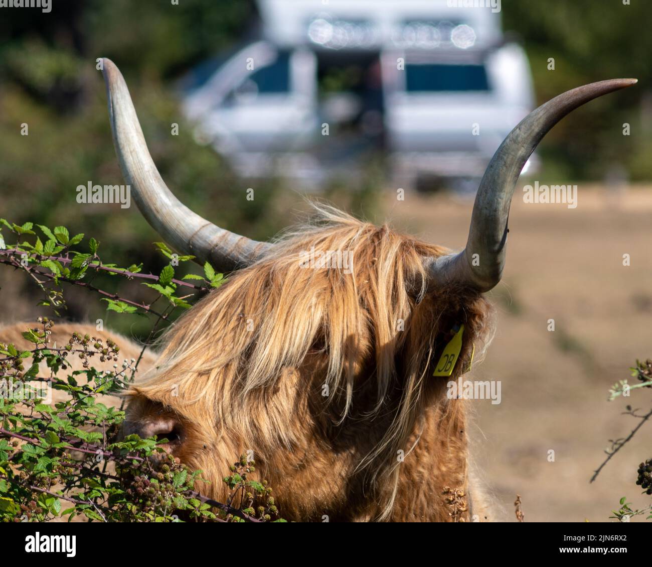 New forest highland cow hi-res stock photography and images - Alamy