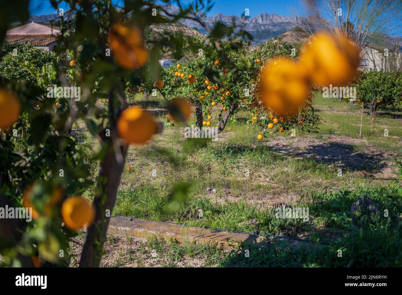 Orange tree fields in rural area of Altea, Alicante, Spain Stock Photo ...
