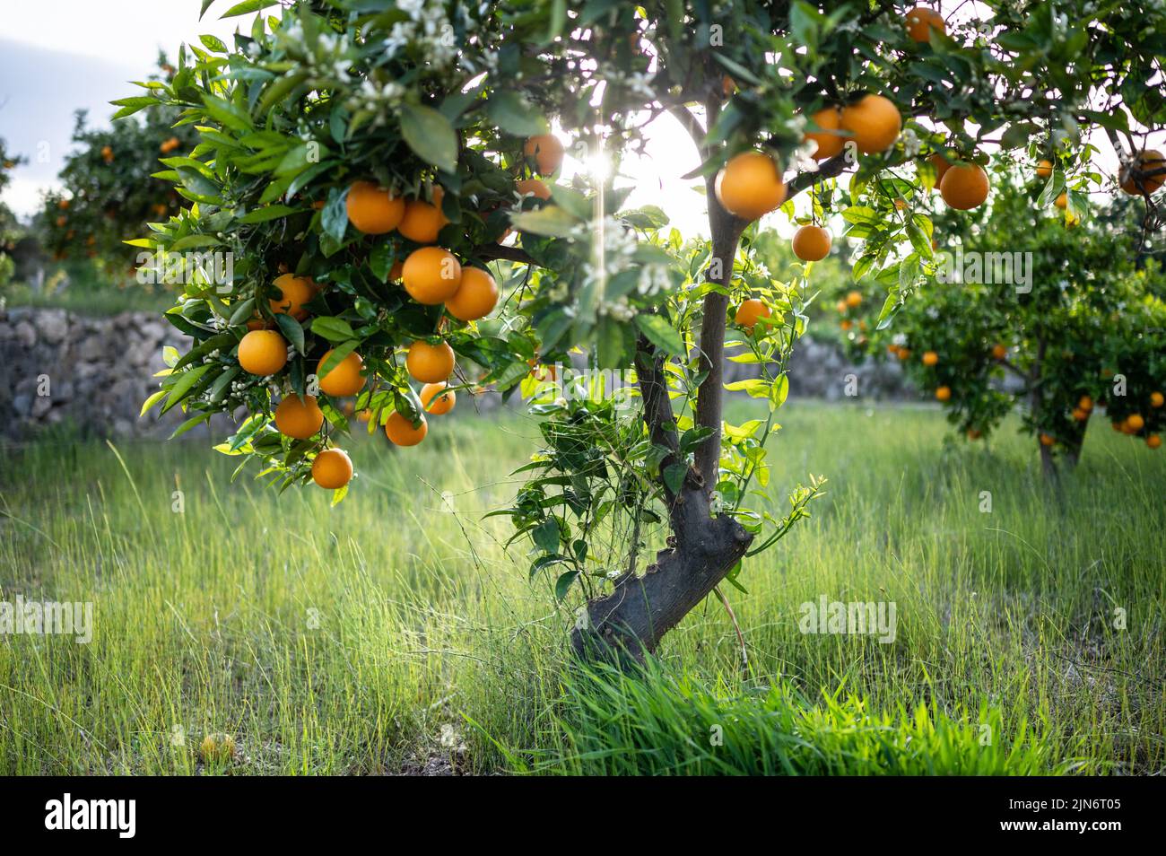 Orange tree fields in rural area of Altea, Alicante, Spain Stock Photo ...
