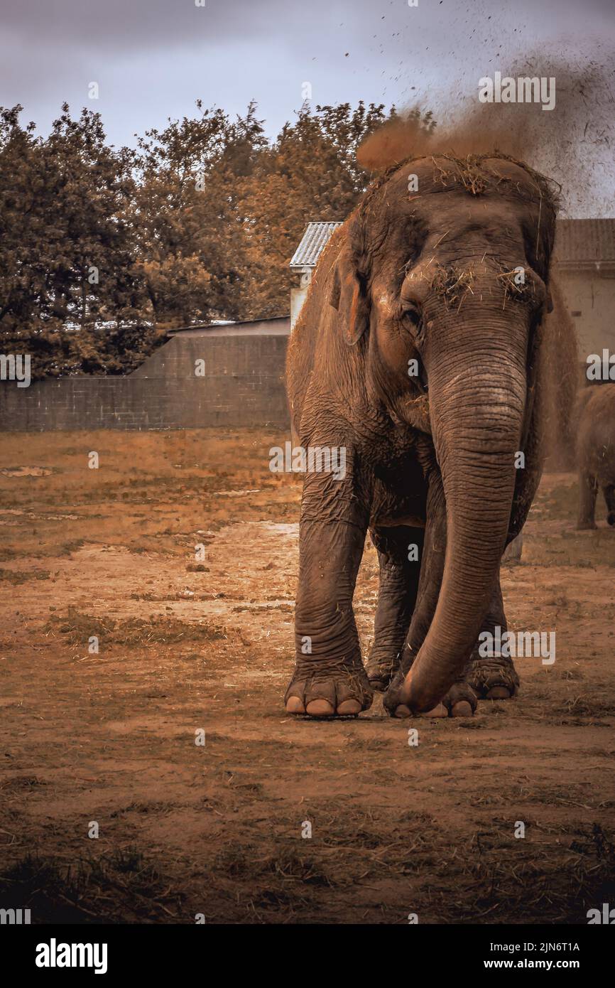 A vertical shot of an adorable elephant in the zoo Stock Photo - Alamy