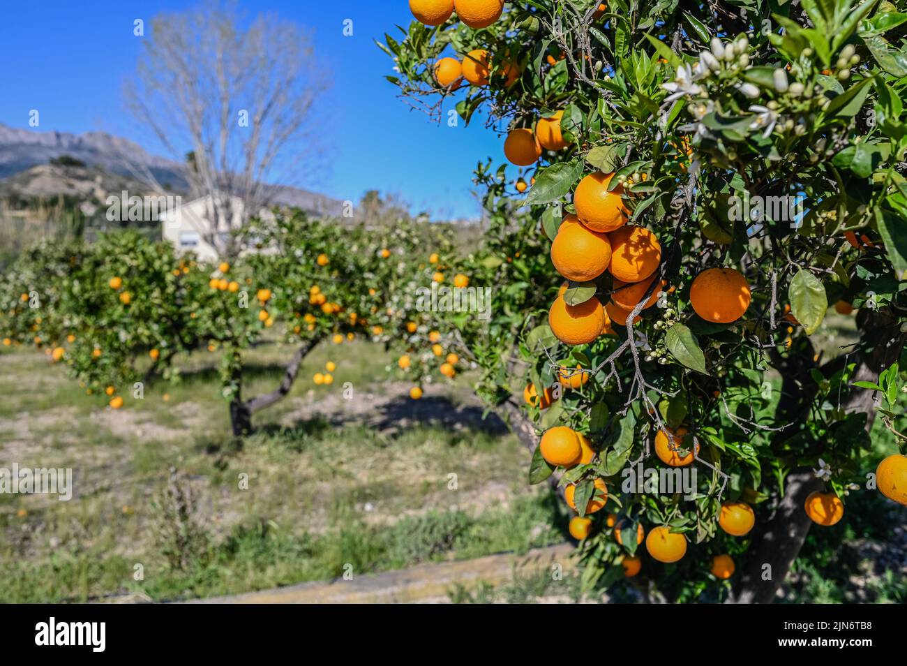 Orange tree fields in rural area of Altea, Alicante, Spain Stock Photo ...