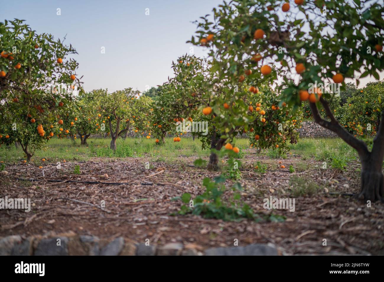 Orange tree fields in rural area of Altea, Alicante, Spain Stock Photo ...
