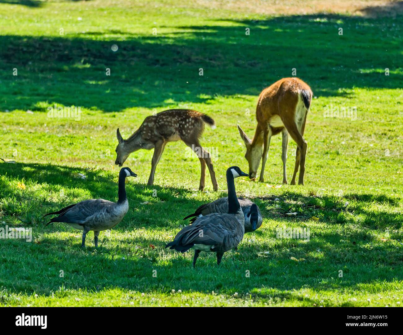 A doe and fawn walk at Point Defiance Park in Tacoma, Washington Stock ...