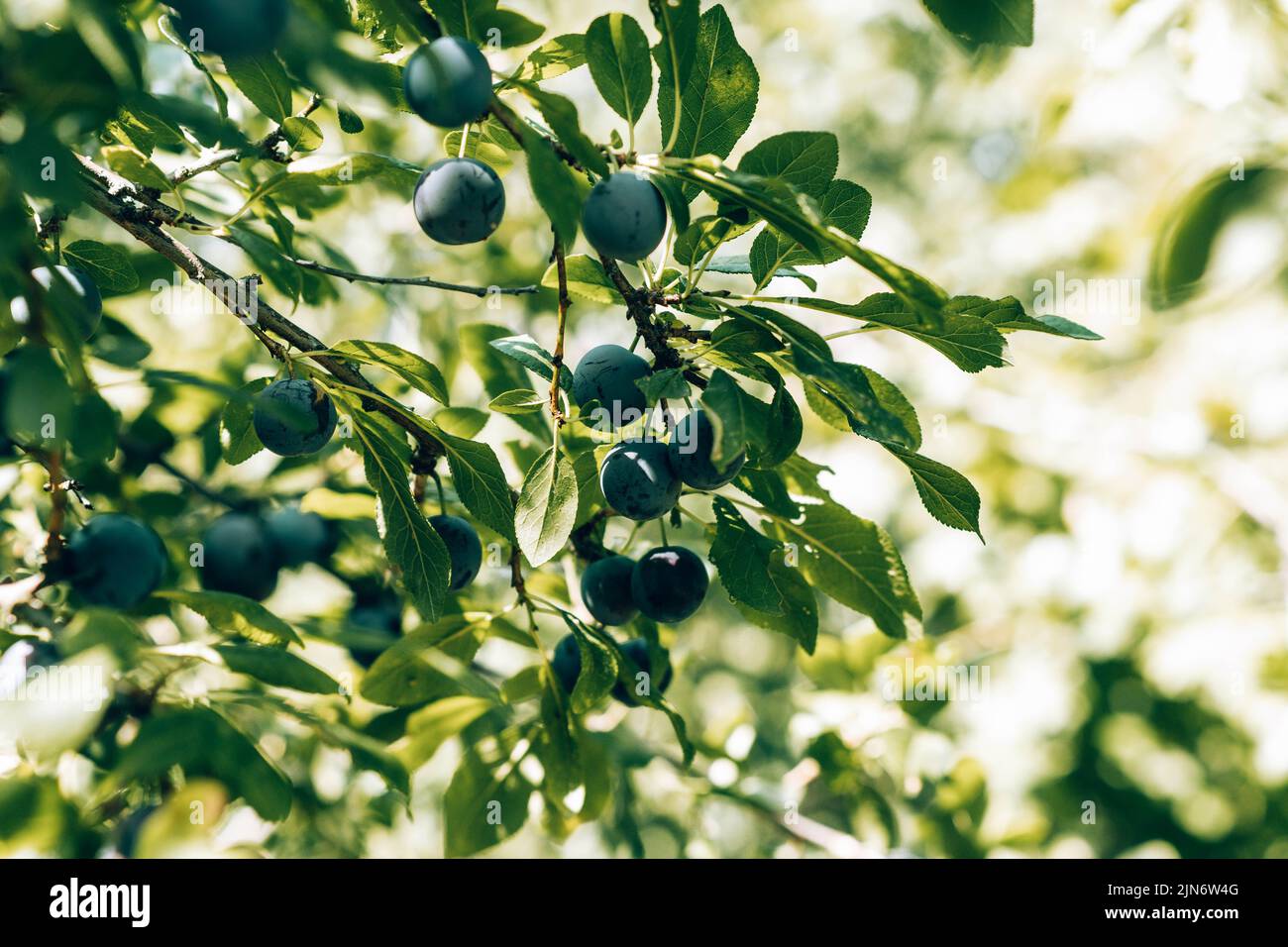 Beautiful and detailed portraits in exterior Stock Photo - Alamy