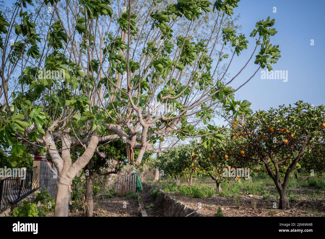 Orange tree fields in rural area of Altea, Alicante, Spain Stock Photo ...